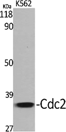 Cdc2 Polyclonal Antibody - 广州方源生物科技有限公司官网,BIO-RAD代理,伯乐试剂订购,试剂耗材,仪器,技术服务,QPCR,蛋白纯化,ELISA,IP,co-ip ...