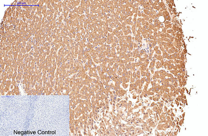 CD16 Monoclonal Antibody - 广州方源生物科技有限公司官网,BIO-RAD代理,伯乐试剂订购,试剂耗材,仪器,技术服务 ...