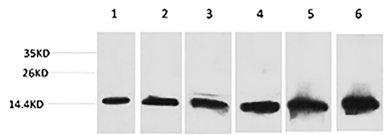 CYCS Monoclonal Antibody - 广州方源生物科技有限公司官网,BIO-RAD代理,伯乐试剂订购,试剂耗材,仪器,技术服务 ...