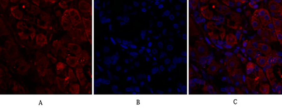Cdc2 Polyclonal Antibody - 广州方源生物科技有限公司官网,BIO-RAD代理,伯乐试剂订购,试剂耗材,仪器,技术服务 ...