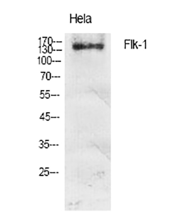 Flk-1 Polyclonal Antibody - 广州方源生物科技有限公司官网,BIO-RAD代理,伯乐试剂订购,试剂耗材,仪器,技术 ...
