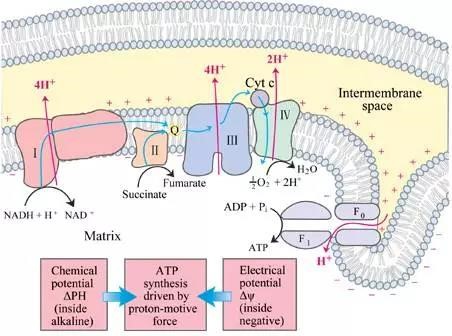 【New product focus】Abbkine mitochondrial respiratory chain complexs ( I ...