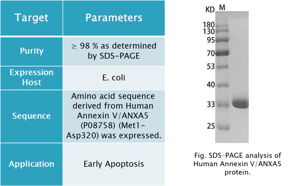 New arrival |【Annexin V/ANXA5】Recombinant Human Annexin A5 - Abbkine ...