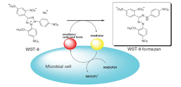 Using Abbkine CCK-8 to analyze cell toxicity - Abbkine – Antibodies ...