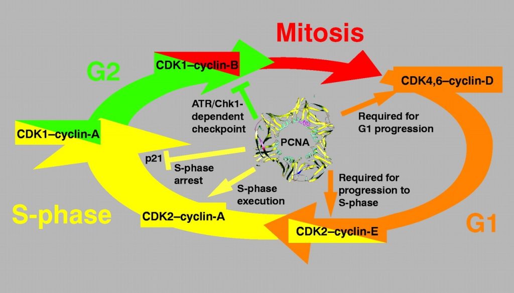 The Role of PCNA in Cell Proliferation - Abbkine – Antibodies, proteins ...