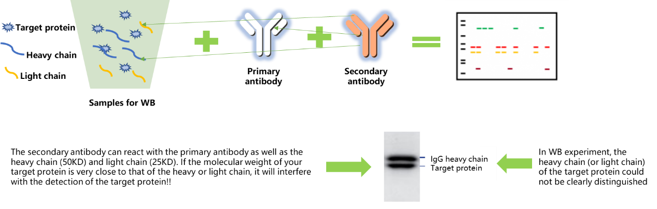 The immunoprecipitation utility arranges the IP/Co-IP experiment well ...