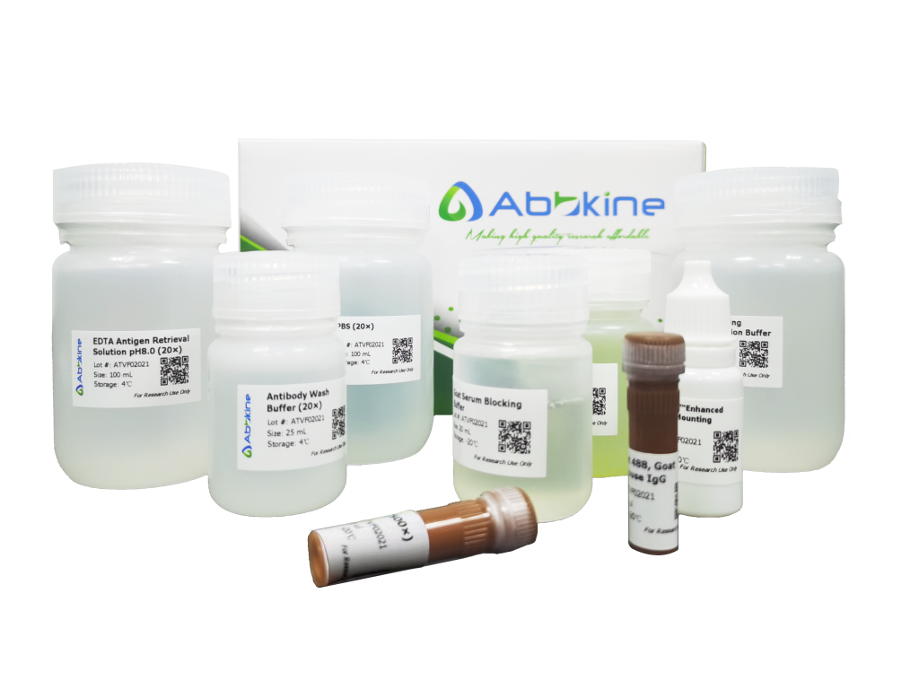 Immunofluorescence Master Key – Universal IF Toolkit - Abbkine ...