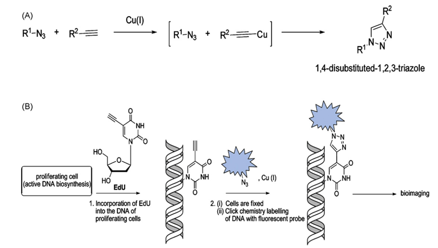 Beyond BrdU, a new generation of cell proliferation imaging analysis ...
