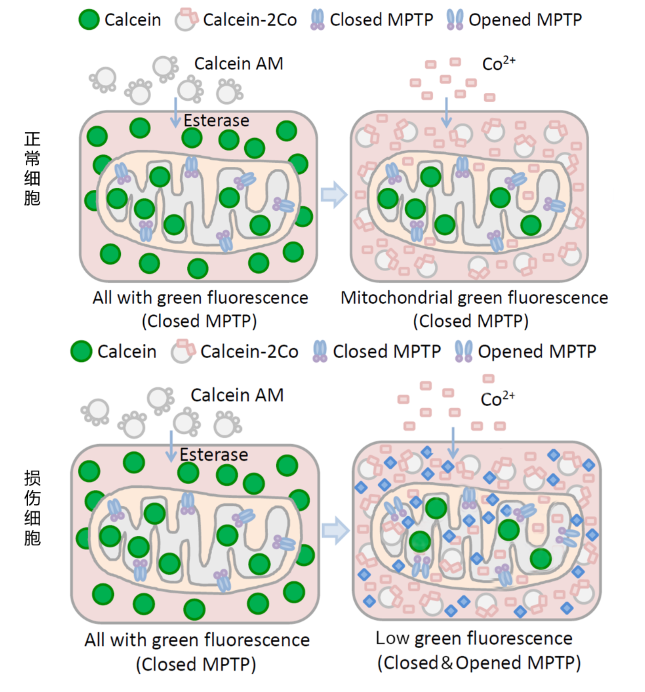 How to dectet Mitochondrial Permeability Transition Pore ? - Abbkine ...