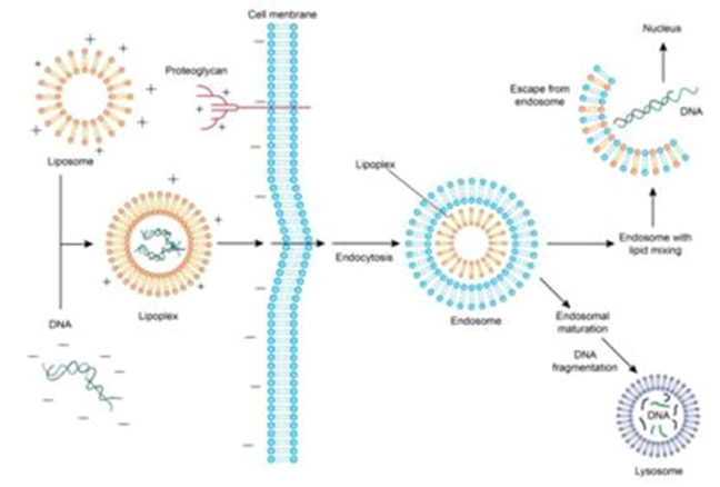 This summer without regret, SuperKine™ Lipo3.0 efficient transfection ...