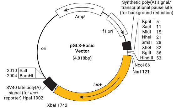 A scientific mystery lit up by fireflies — dual luciferase reporter ...