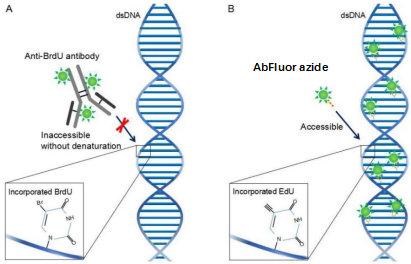 Such a complete cellular workup is now very rare - Abbkine – Antibodies ...