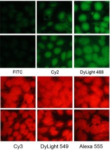 DyLight 350-Conjugated Goat Anti-Mouse IgG (H+L) (Abbkine A23010): A ...