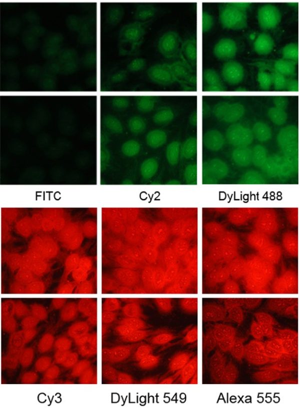 DyLight 350-Conjugated Goat Anti-Mouse IgG (H+L) (Abbkine A23010): A ...